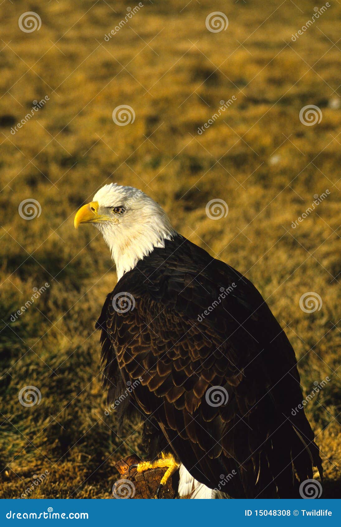 Aigle Chauve Sur Le Logarithme Naturel Photo stock - Image du fier, attitude: 15048308