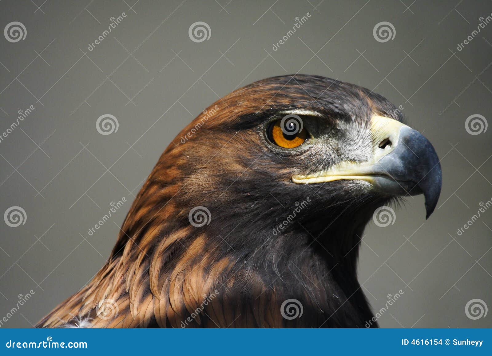 Aigle d'or photo stock. Image du ciel, chasse, faune, bleu - 4616154