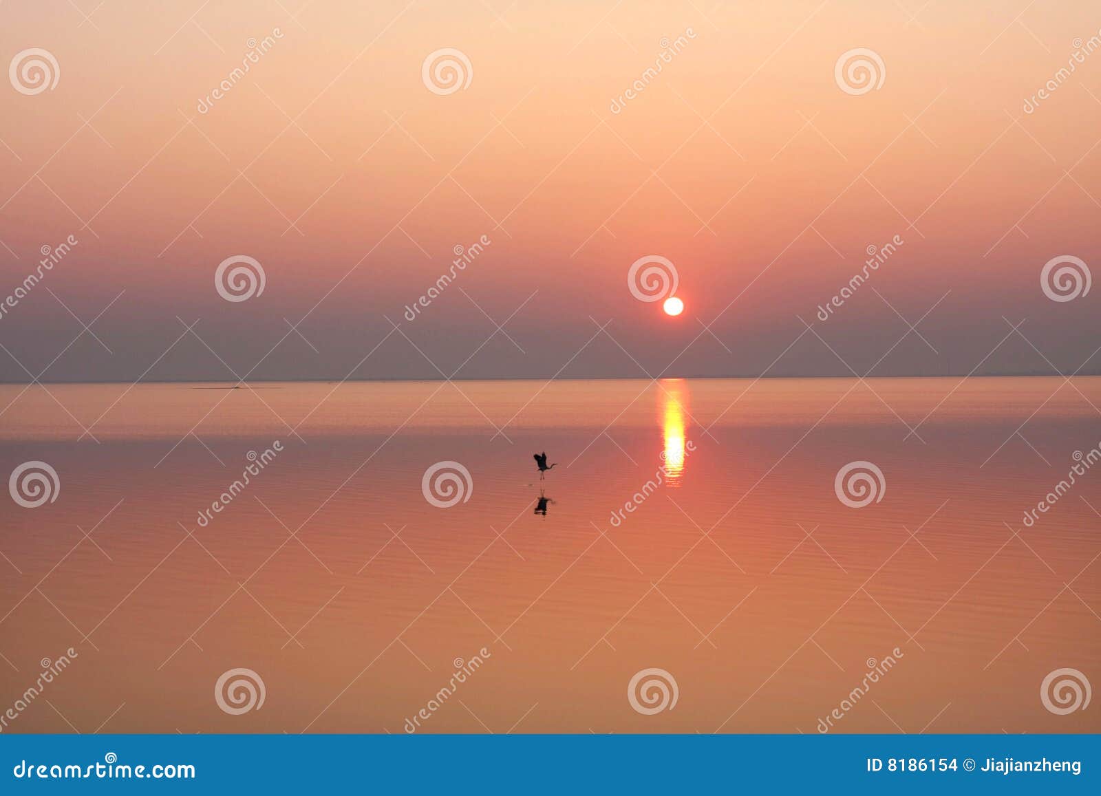 A aigret stock photo. Image of asian, travel, sunrise - 8186154