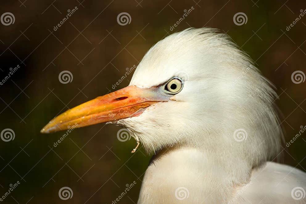 Aigrette stock afbeelding. Image of ornithologie, ecologie - 29646515