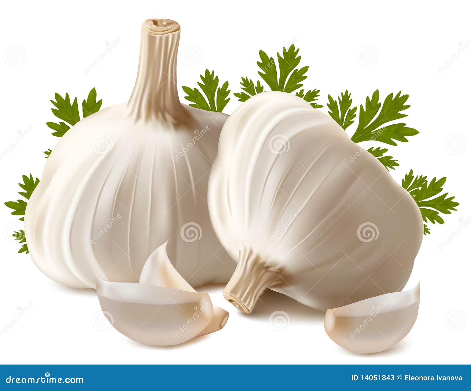 Ail avec le persil. illustration de vecteur. Illustration du clove ...
