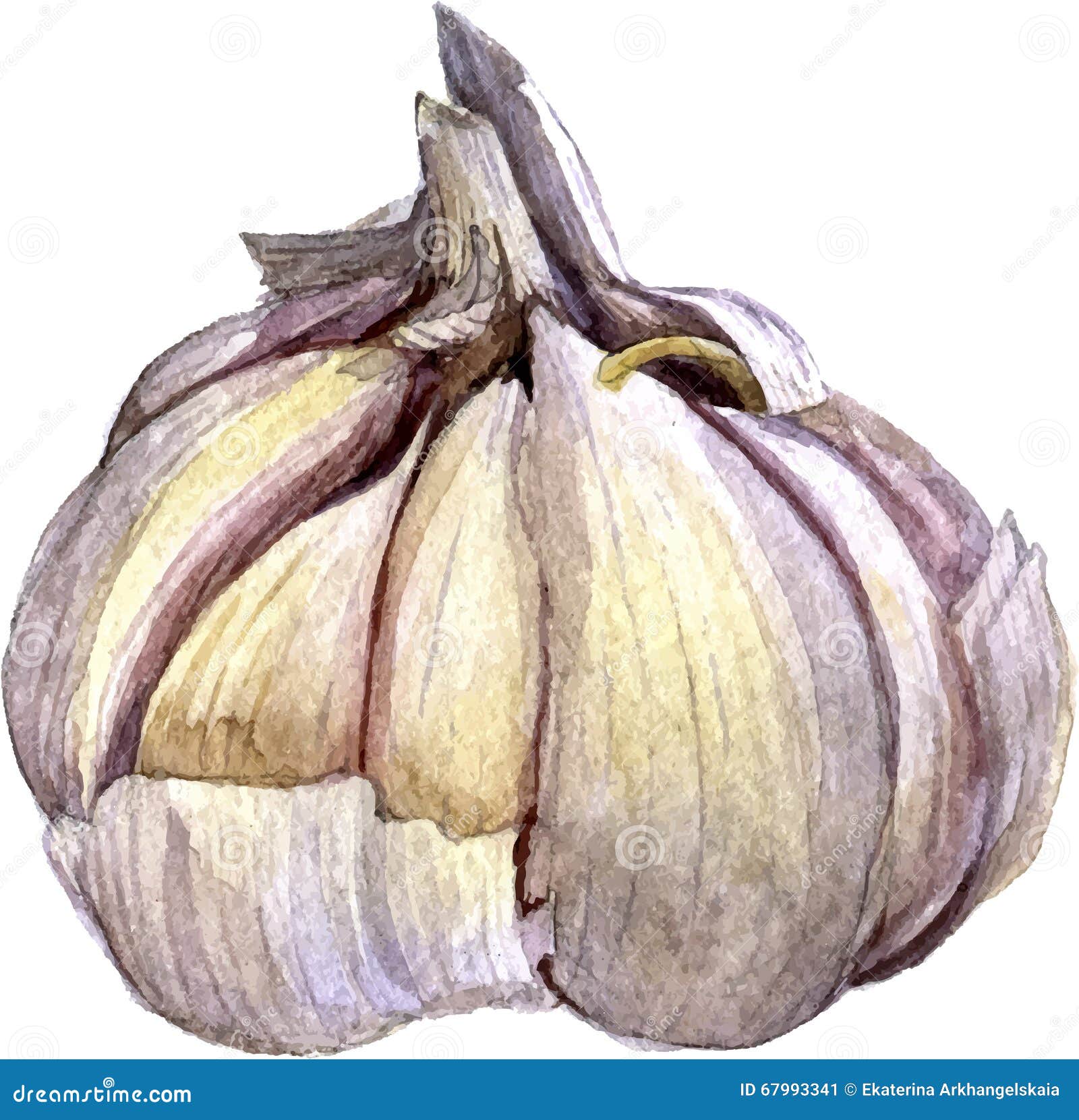 Ail de dessin d'aquarelle illustration de vecteur. Illustration du ...