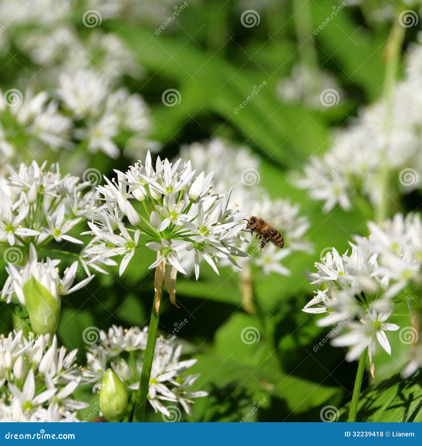 Ail sauvage photo stock. Image du ressort, épice, lame - 32239418