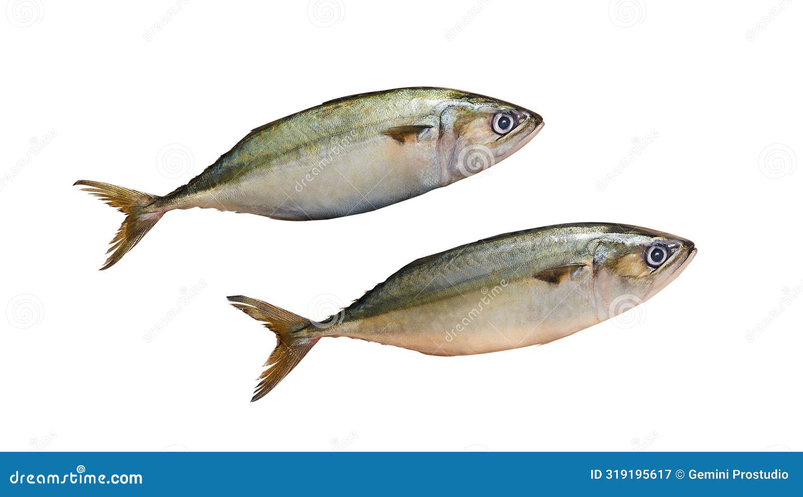 Aila Fish Bangada (Mackerel) Fish Isolated on White Background Stock ...