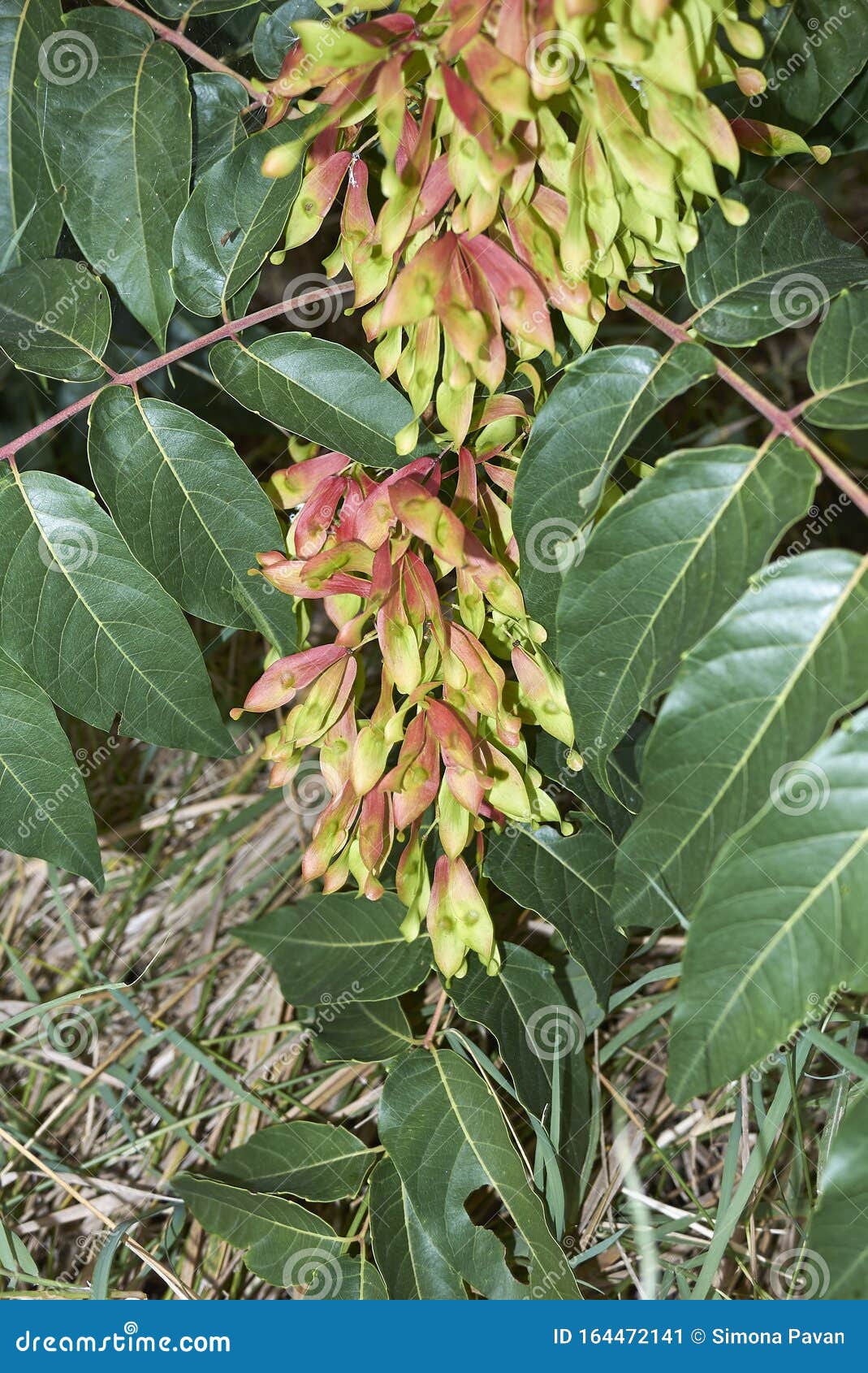 Ailanthus altissima tree stock image. Image of leaf - 164472141