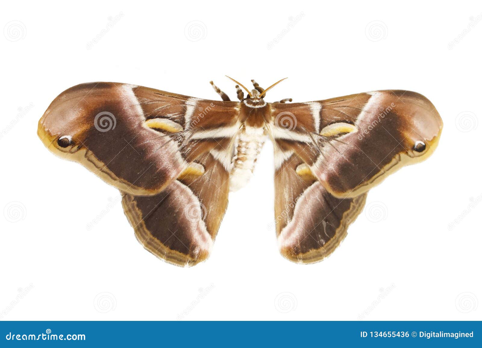 Samia Ricini Moth Stock Photography | CartoonDealer.com #45084230