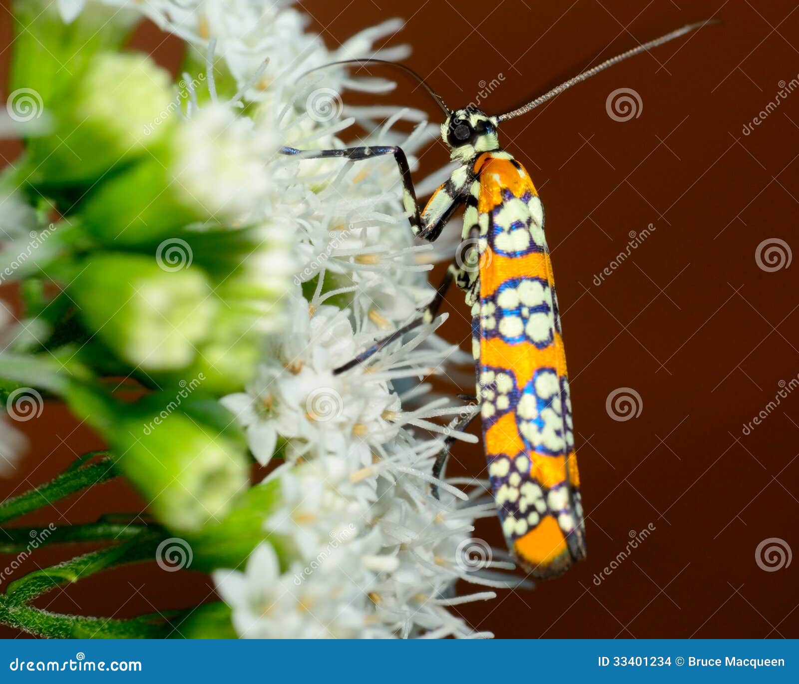 Ailanthus Webworm Moth stock photo. Image of arthropod - 33401234