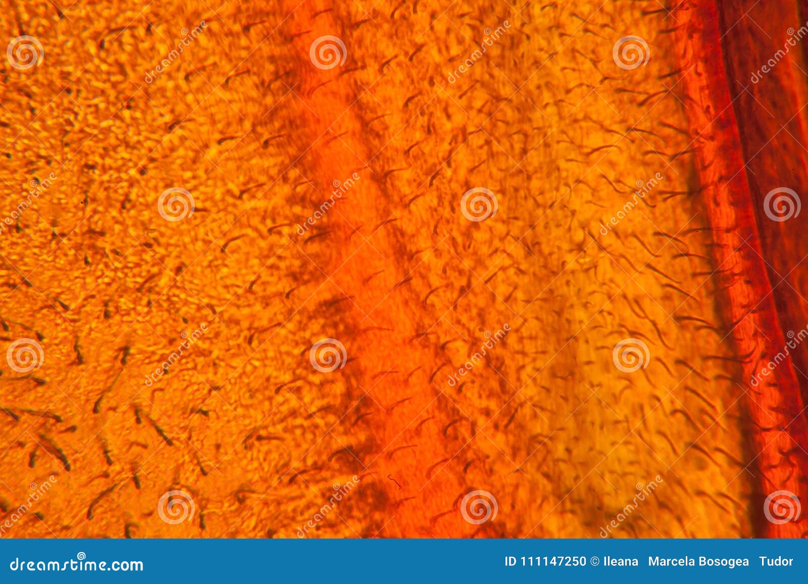 Aile D'abeille Au Microscope Photo stock - Image du photographie ...