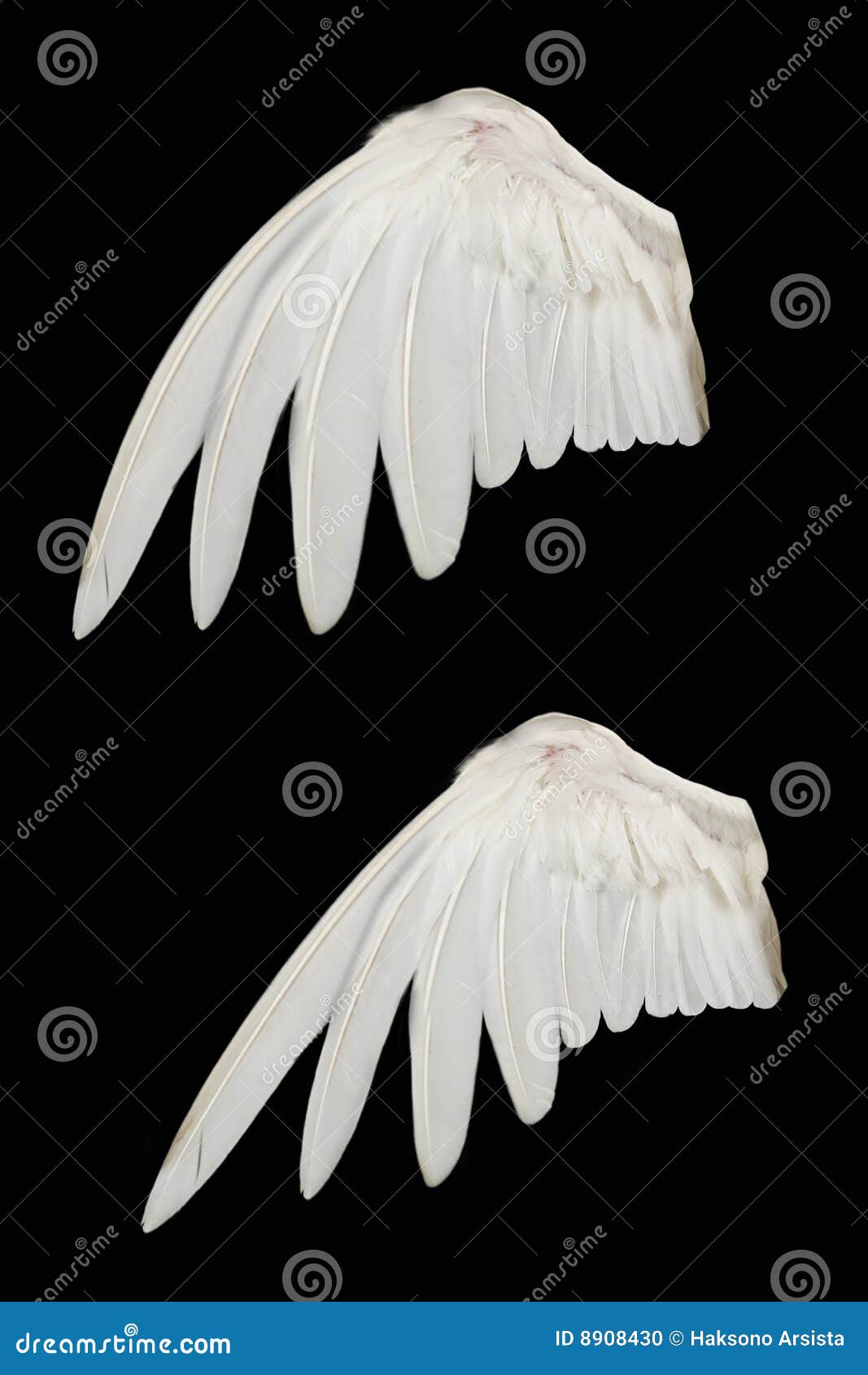 Aile d'oiseau illustration stock. Illustration du canard - 8908430