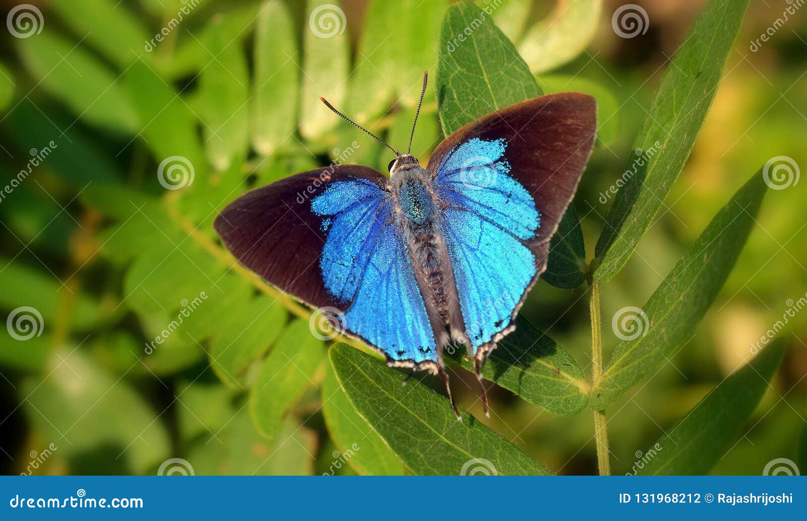 Aile Ouverte De Papillon Royal De Paon Photo stock - Image du commun ...