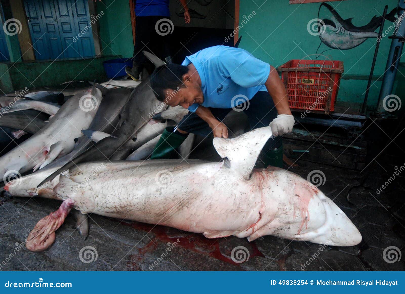 AILERON DE REQUIN image stock éditorial. Image du poissons - 49838254