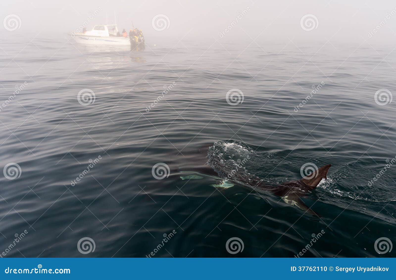 Aileron De Requin Stock Photos - Royalty Free Stock Images