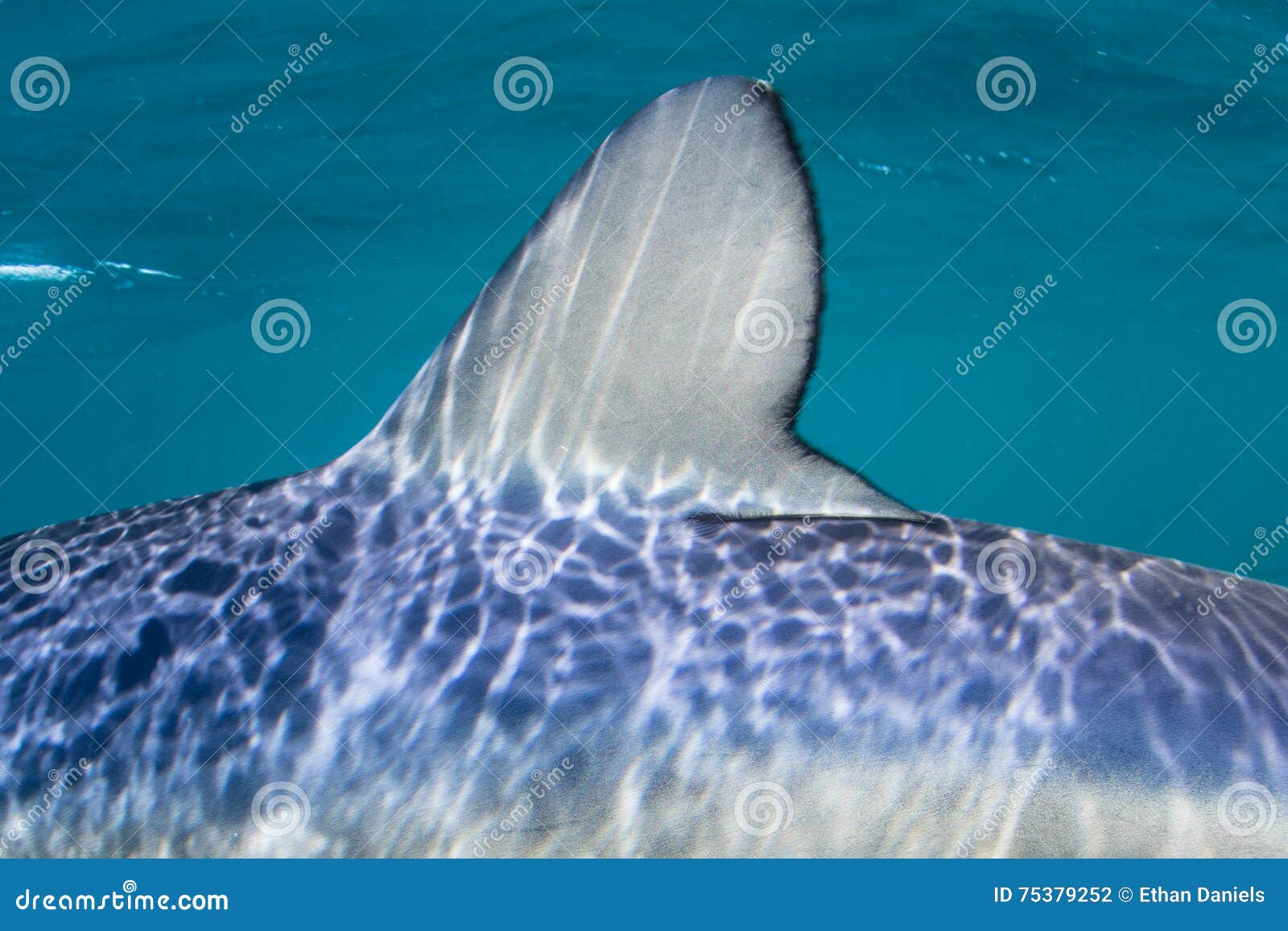 Images Aileron Dorsal De Requin - Téléchargez 50 Photos libres de droits