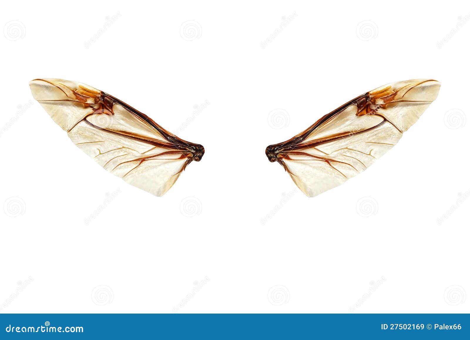 Ailes d'elfes image stock. Image du grace, retrait, mouche - 27502169