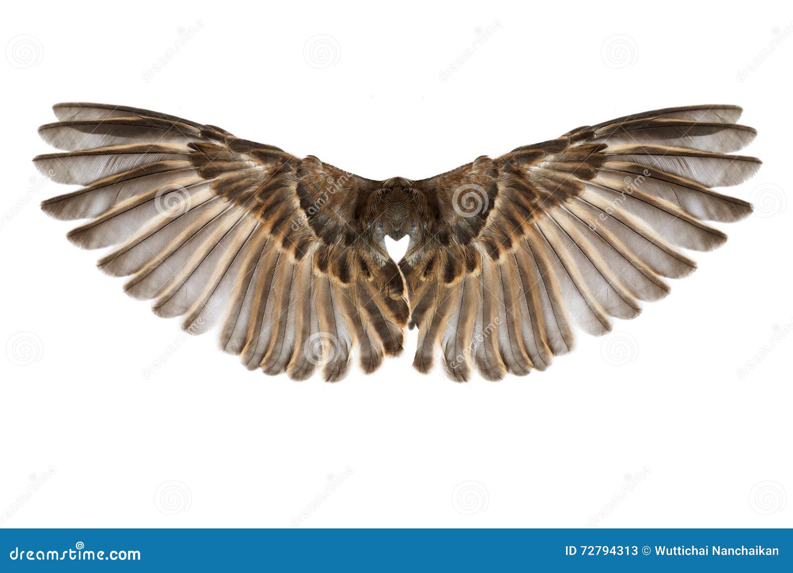 Ailes D'oiseau D'isolement Sur Le Blanc Image stock - Image du nature ...