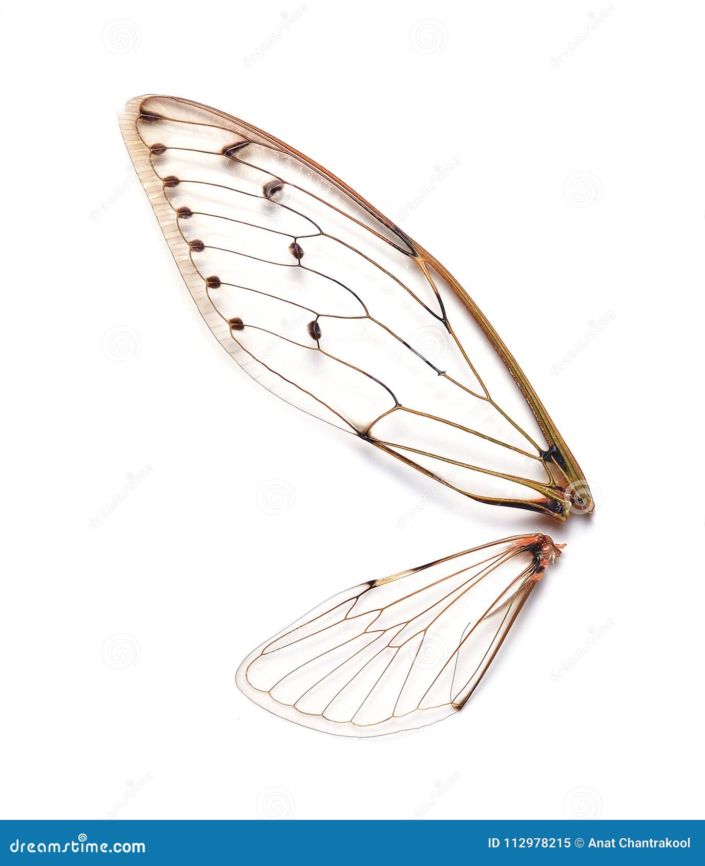 Ailes de cigale d'insecte image stock. Image du isolement - 112978215