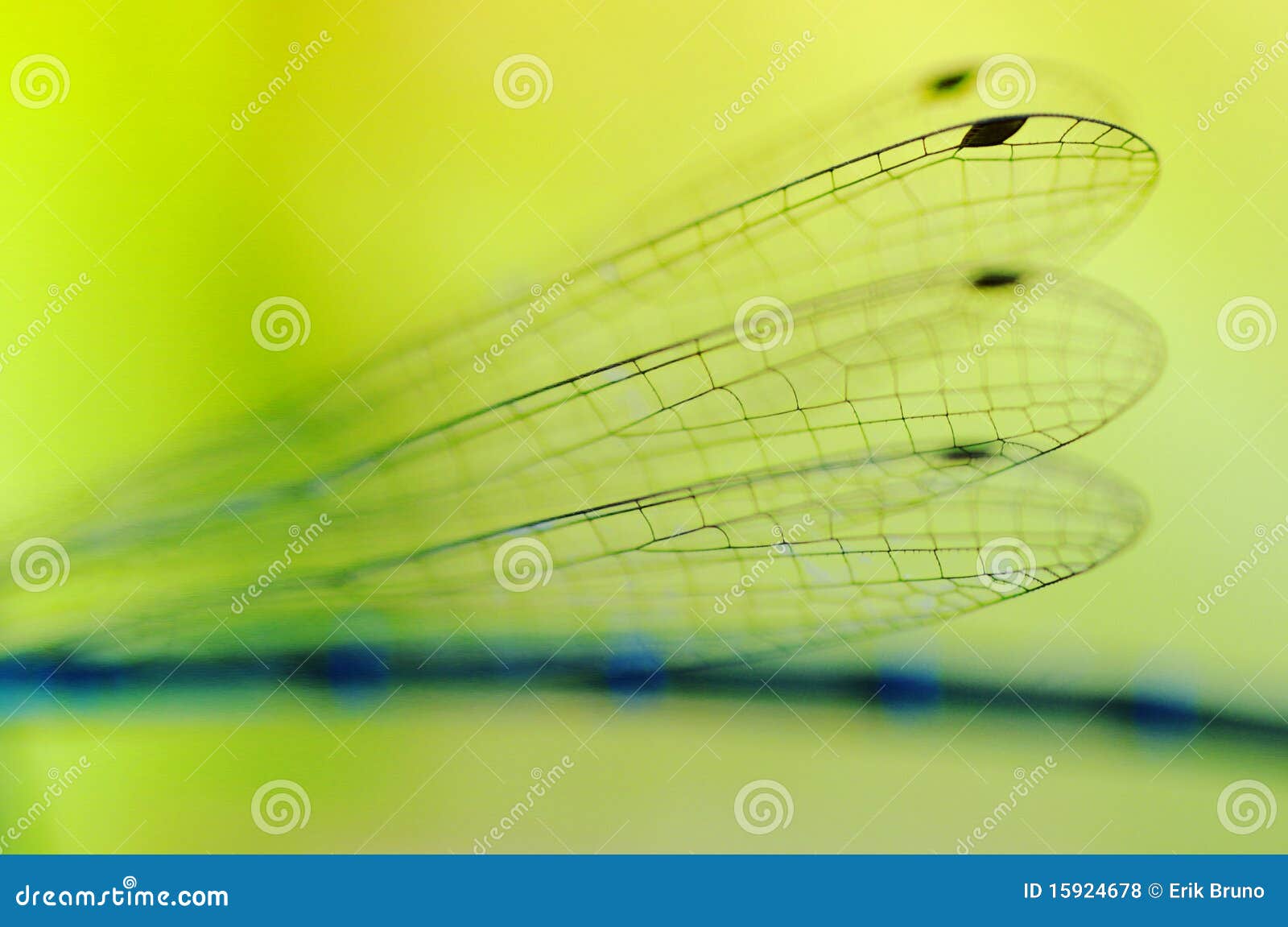 Ailes de libellule photo stock. Image du nature, détail - 15924678