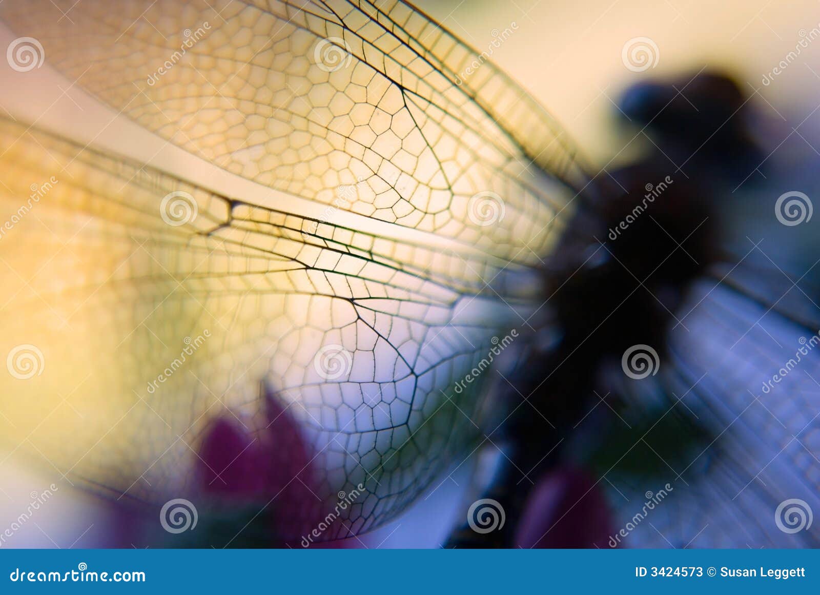 Ailes de libellule image stock. Image du type, libellule - 3424573