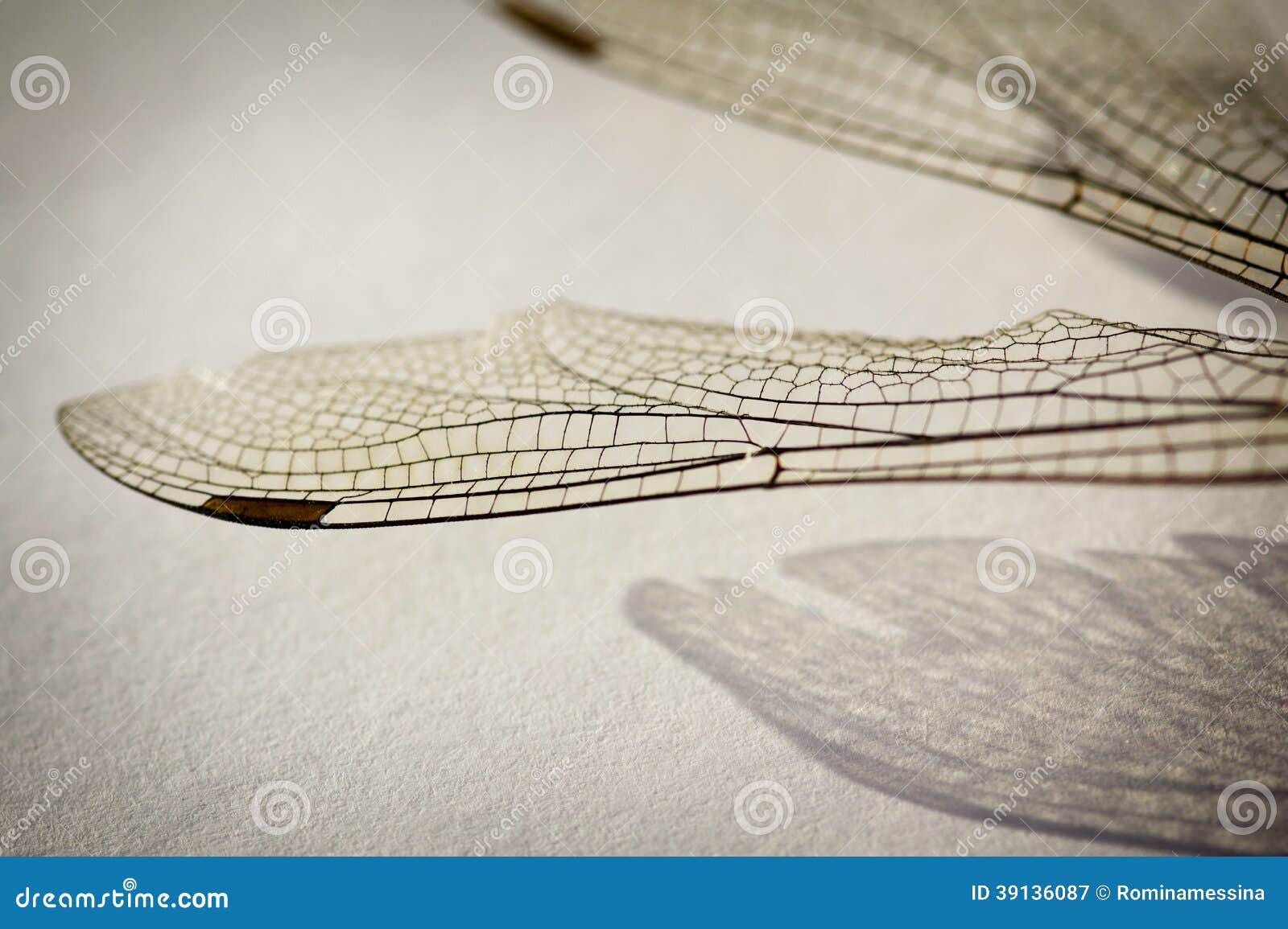 Ailes de libellule image stock. Image du libellule, détail - 39136087
