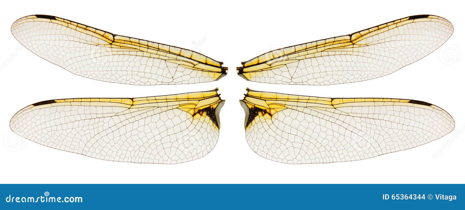 Ailes De Libellule D'isolement Sur Le Blanc Photo stock - Image du ...