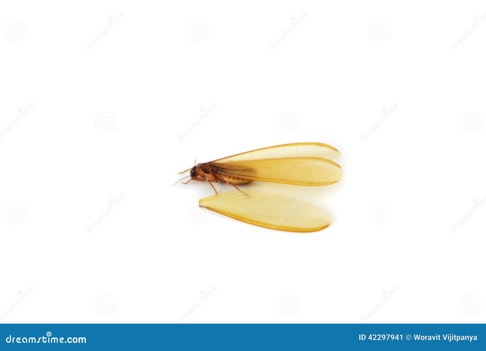 Ailes des insectes image stock. Image du isolé, fleuri - 42297941