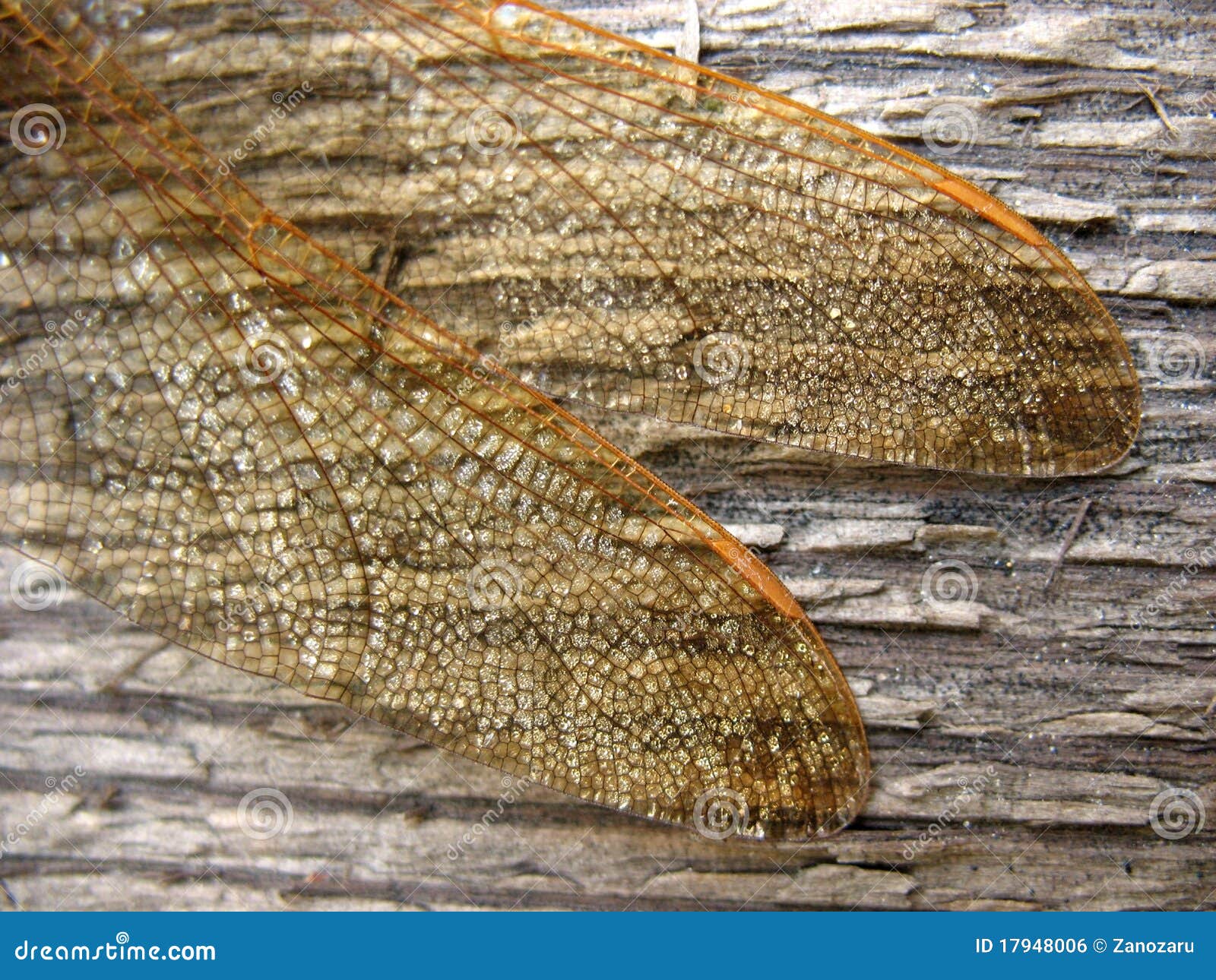 Ailes Des Libellules (Odonata) Photo stock - Image du insecte, mince ...