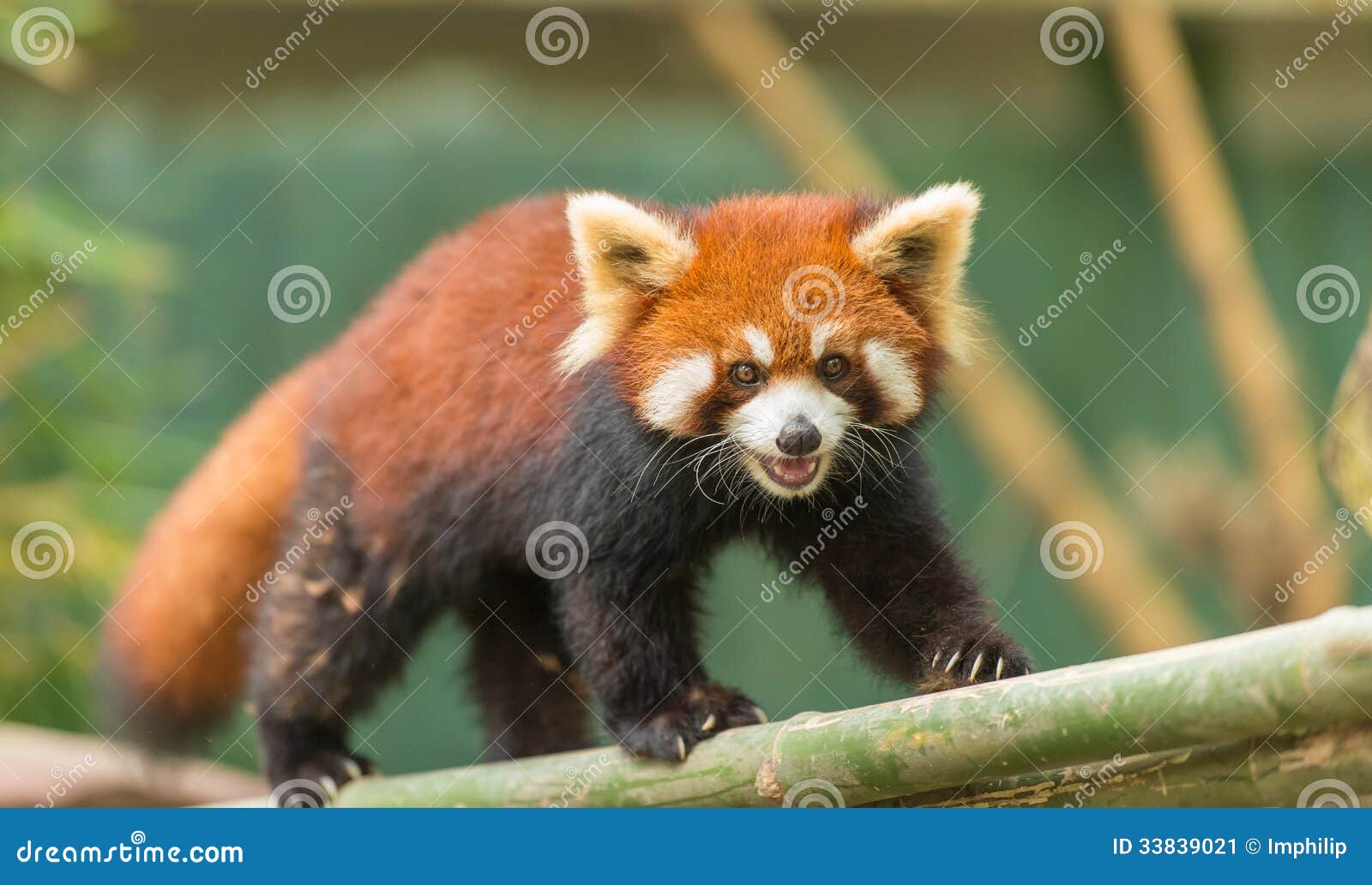 Ailurus fulgens stock image. Image of leaves, small, creature - 33839021