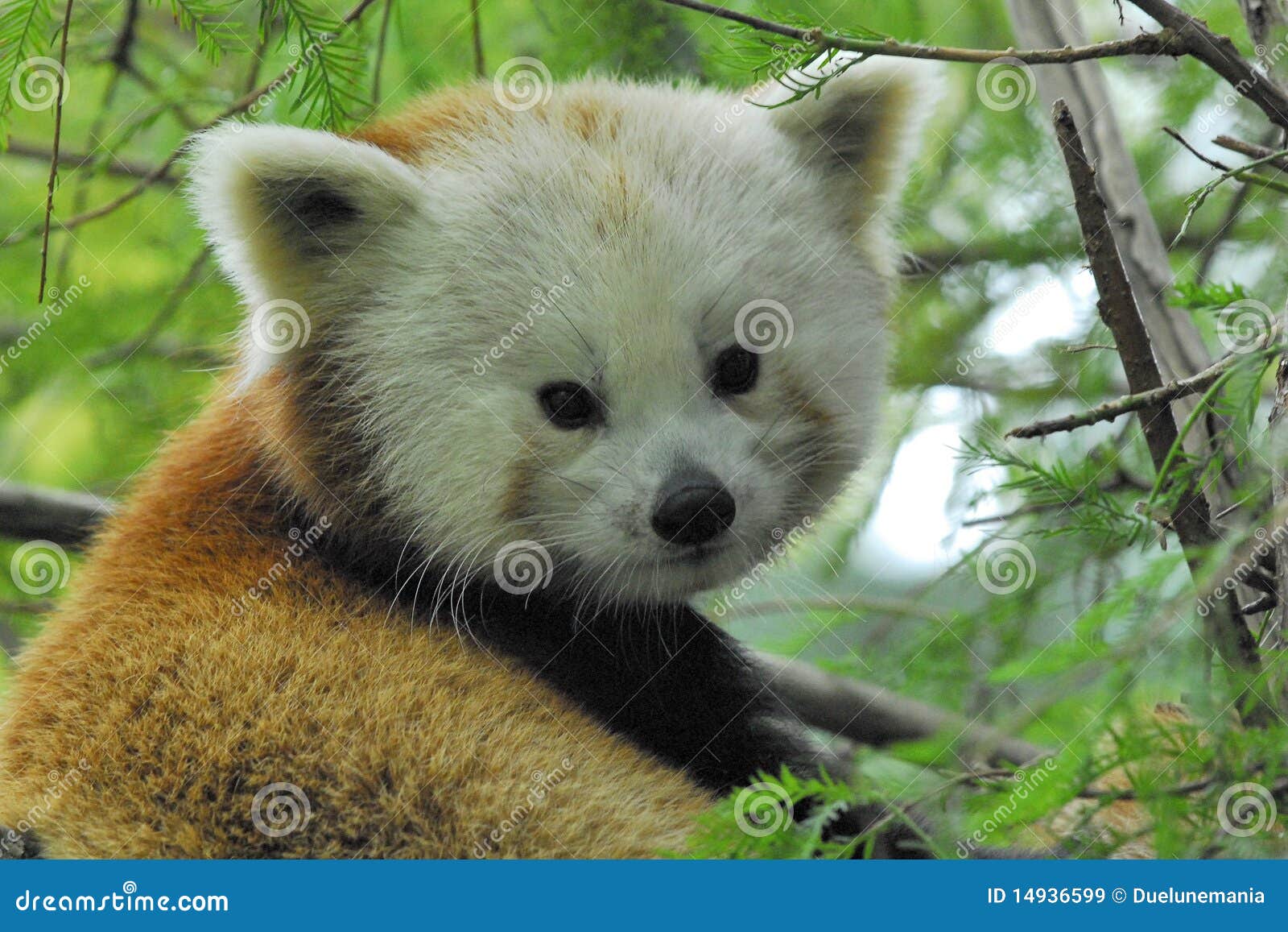 Ailurus Fulgens Panda Rosso O Minore Stock Image - Image of rosso ...