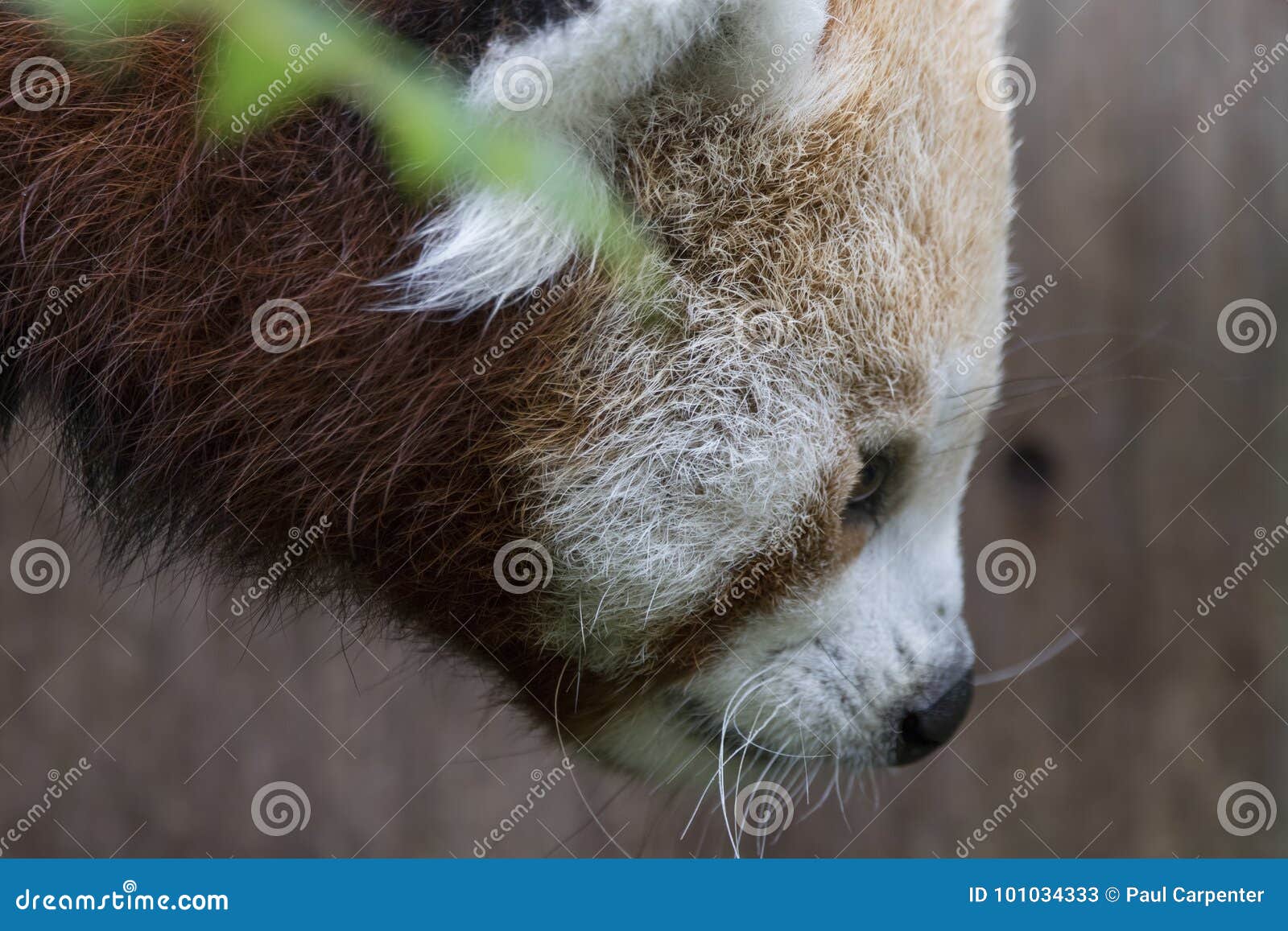 Ailurus Fulgens, Red Panda Bear Posing Full Face Stock Image - Image of ...