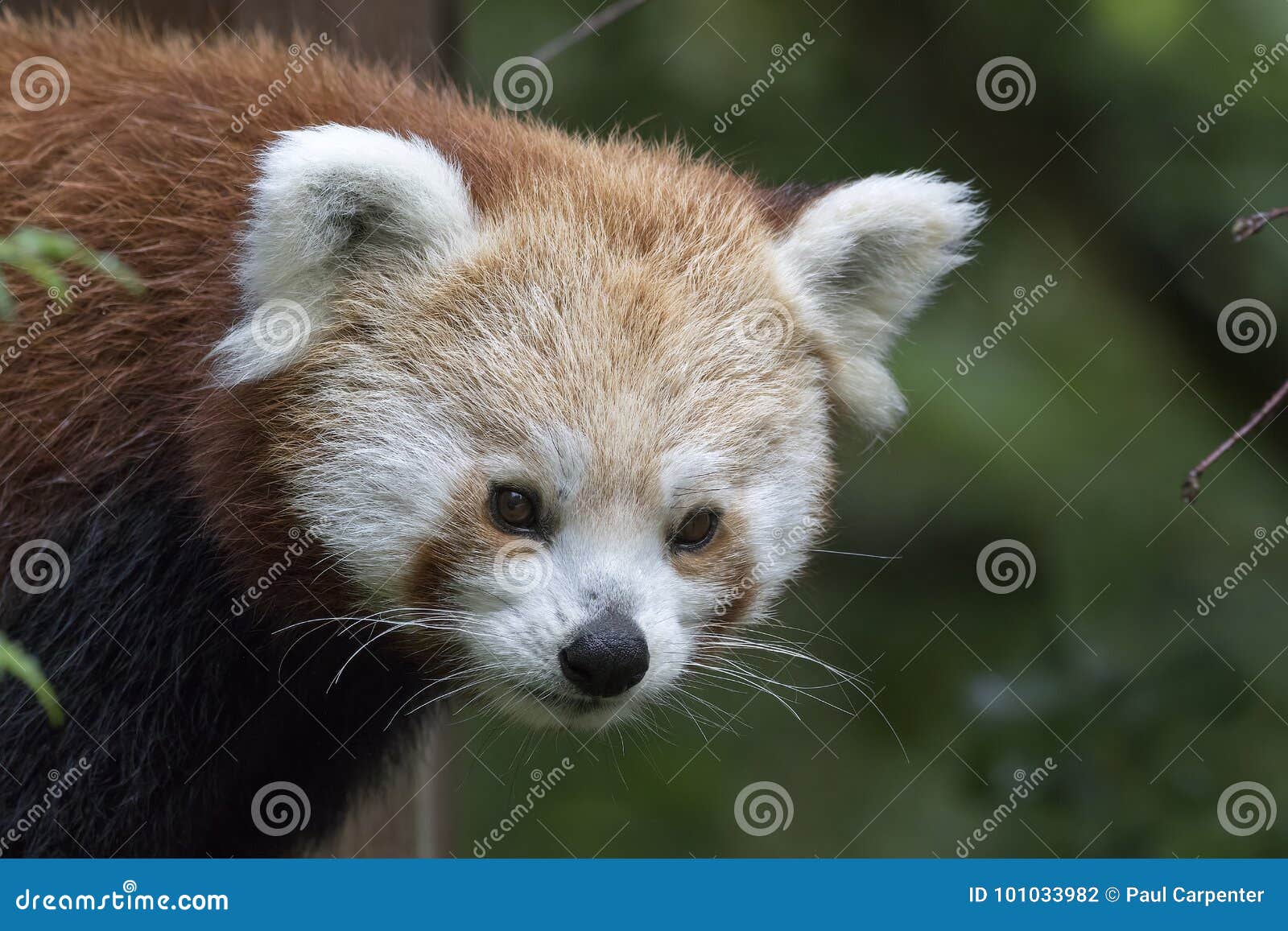 Ailurus Fulgens, Red Panda Bear Posing Full Face Stock Photo - Image of ...