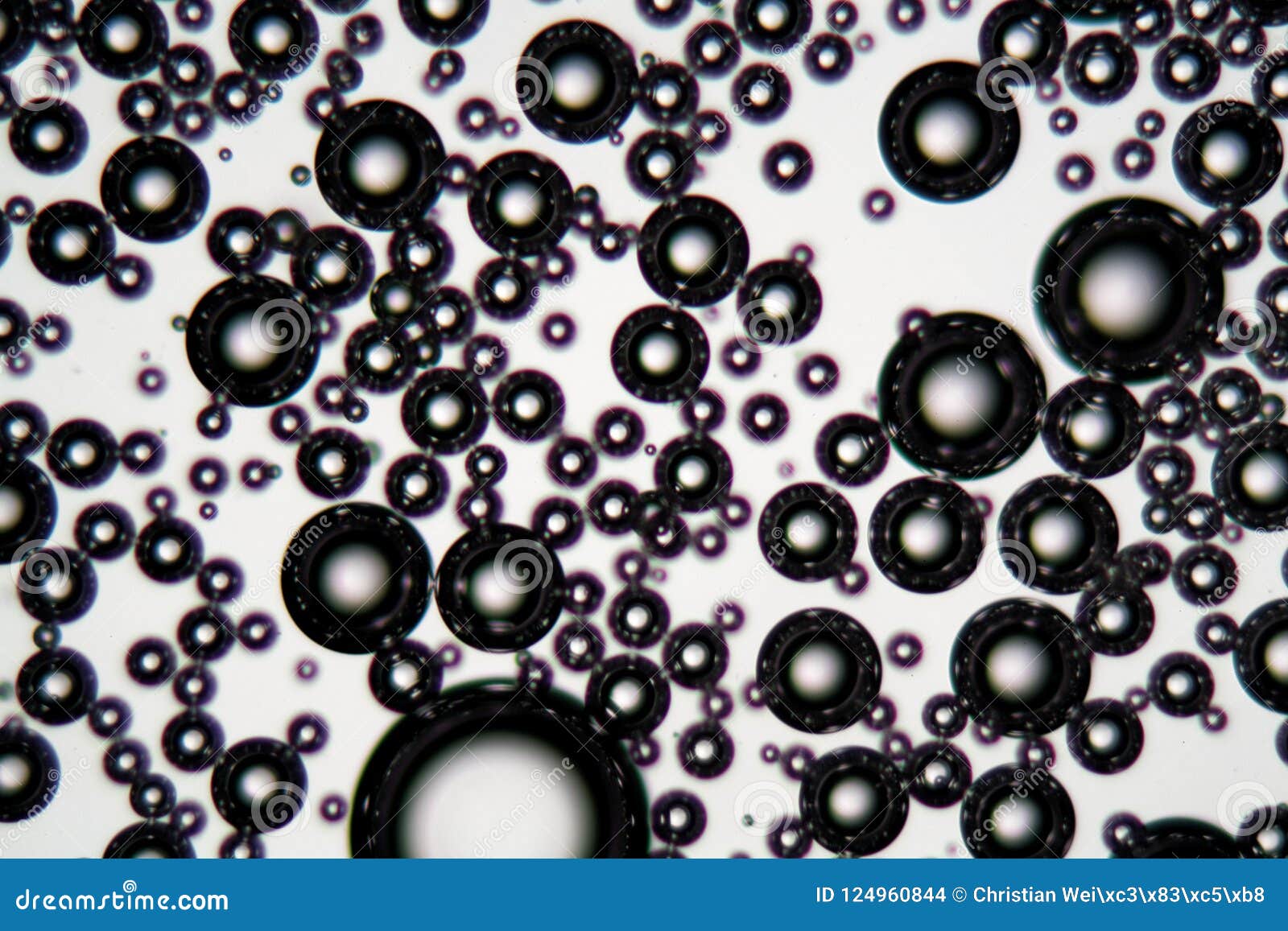 Air Bubbles in an Surfactant Fluid Under a Microscope Stock Photo ...