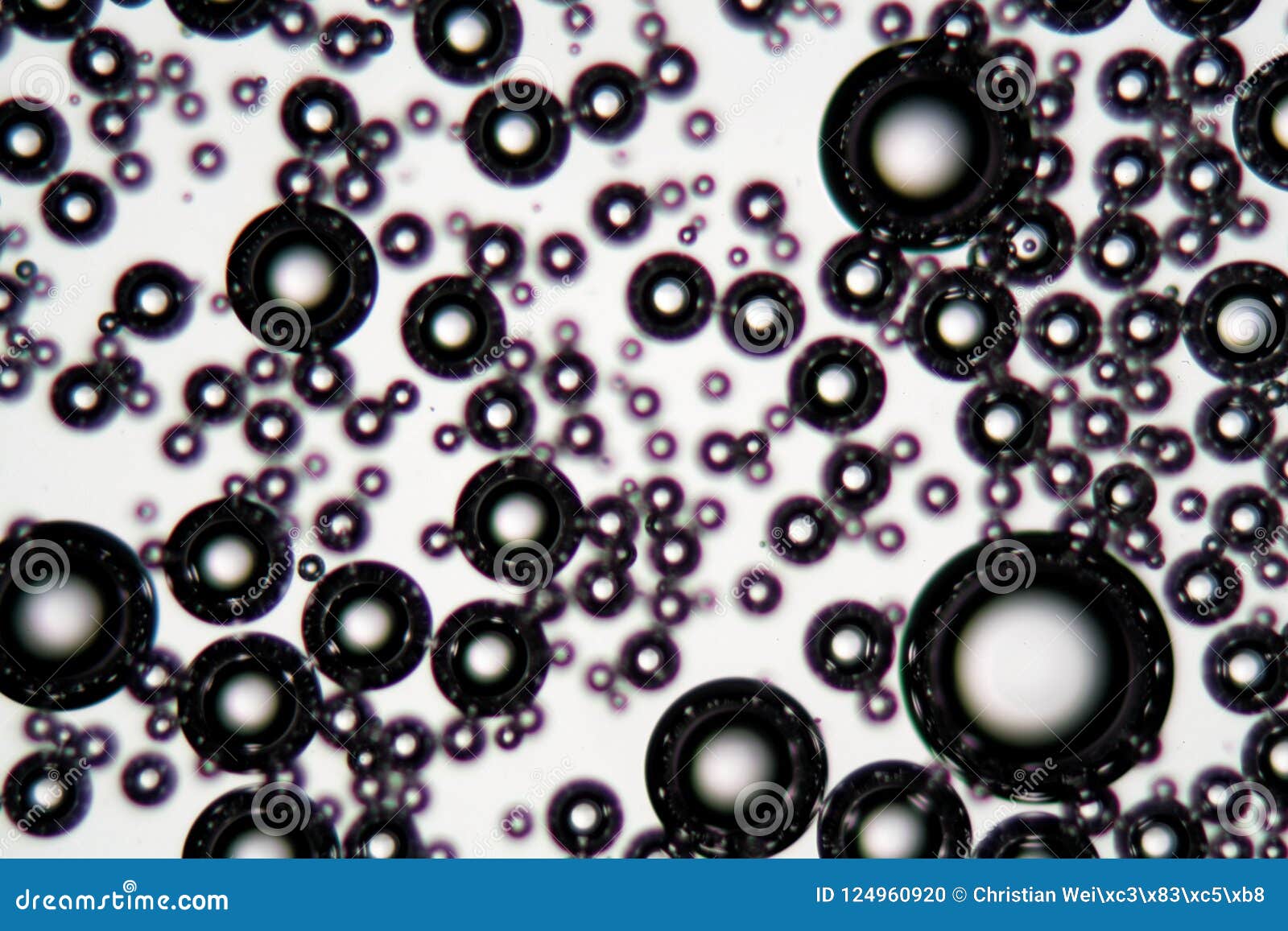 Air Bubbles in an Surfactant Fluid Under a Microscope Stock Photo ...