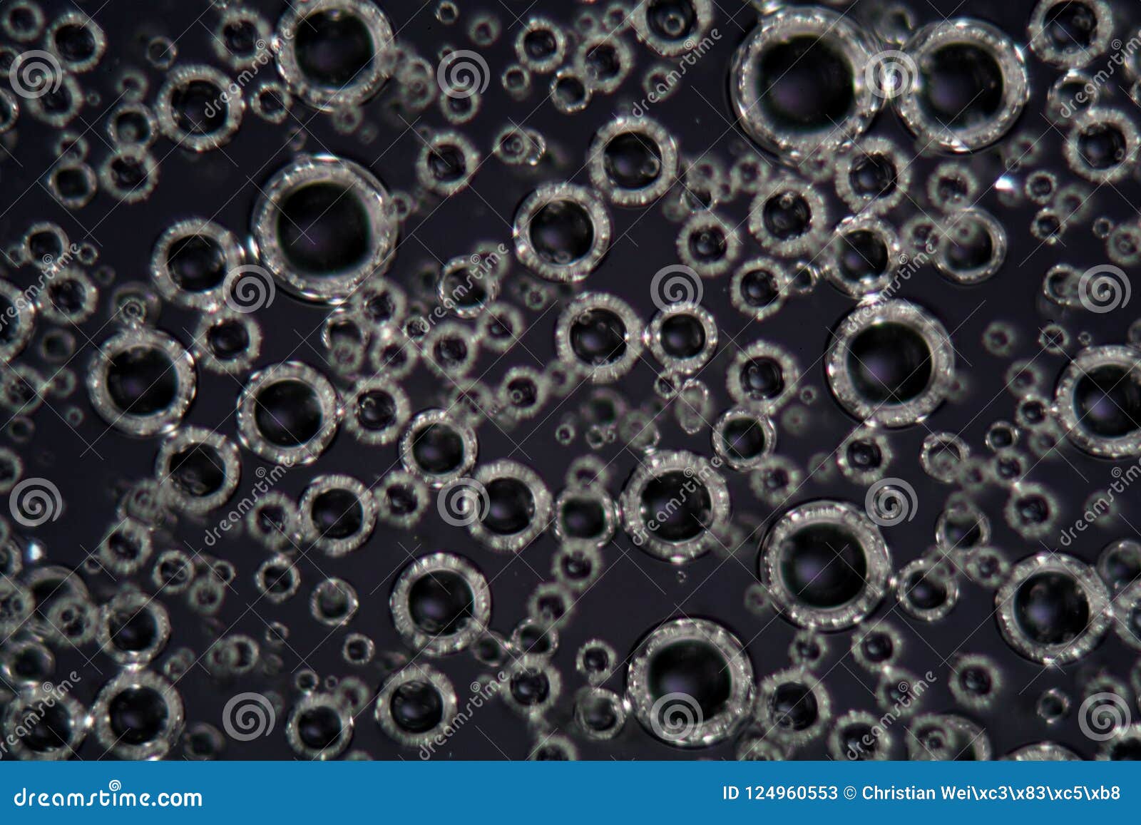 Air Bubbles in a Surfactant Fluid Under a Microscope and in Polarized ...
