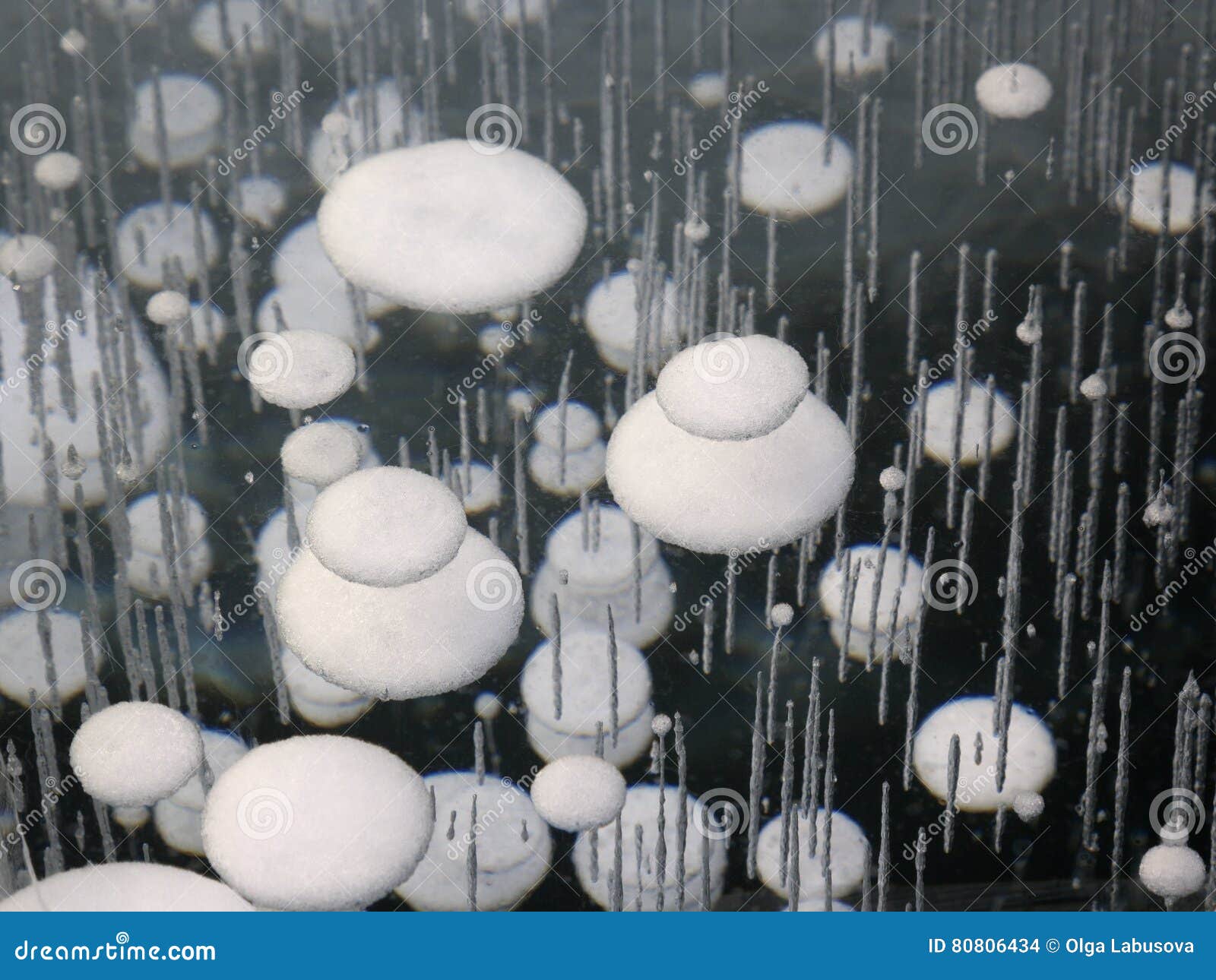 Air Bubbles Were Frozen in a Layer of Ice of Baikal Lake Stock Photo ...