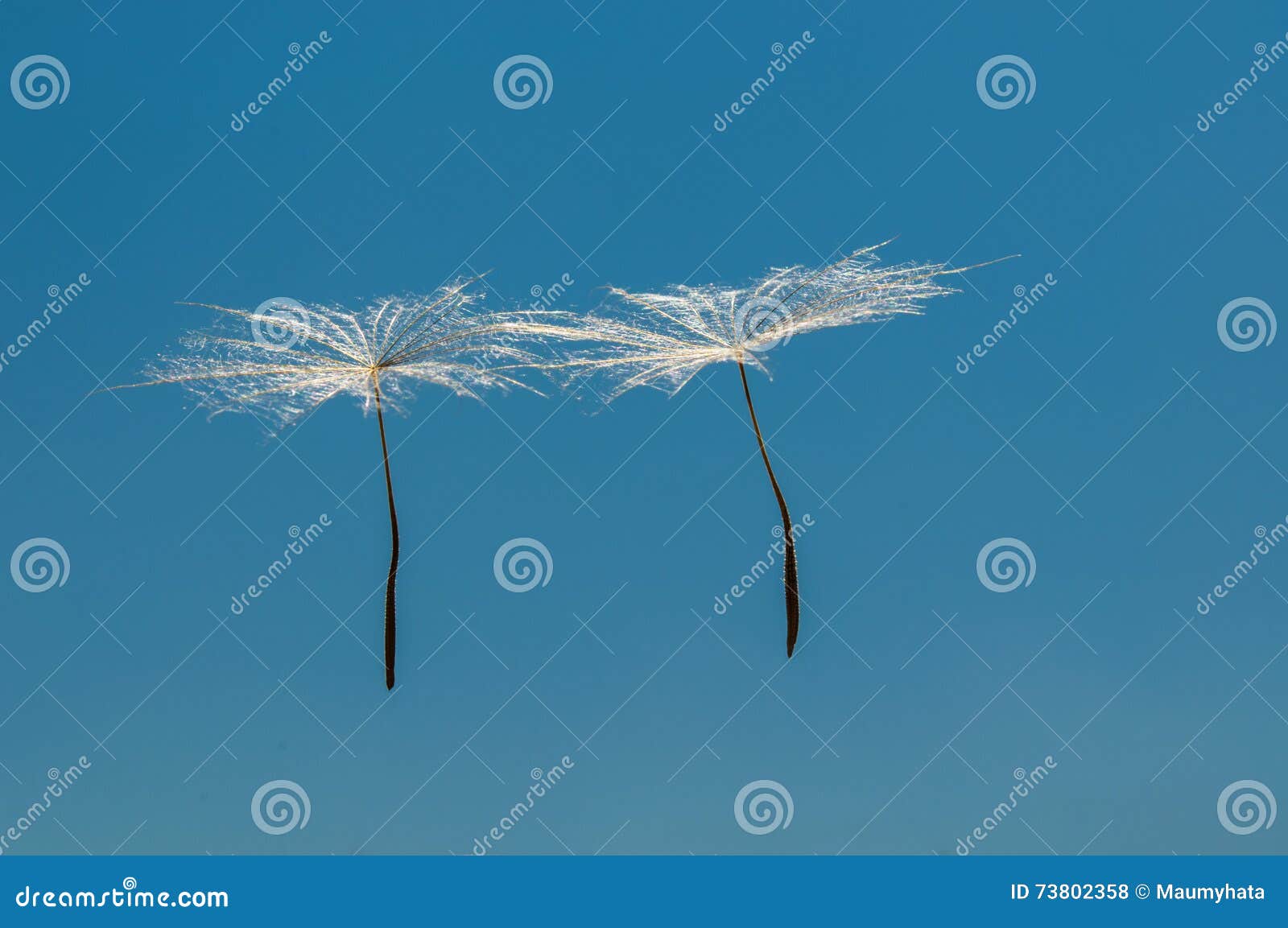 Air dandelion stock photo. Image of life, blossom, frail - 73802358