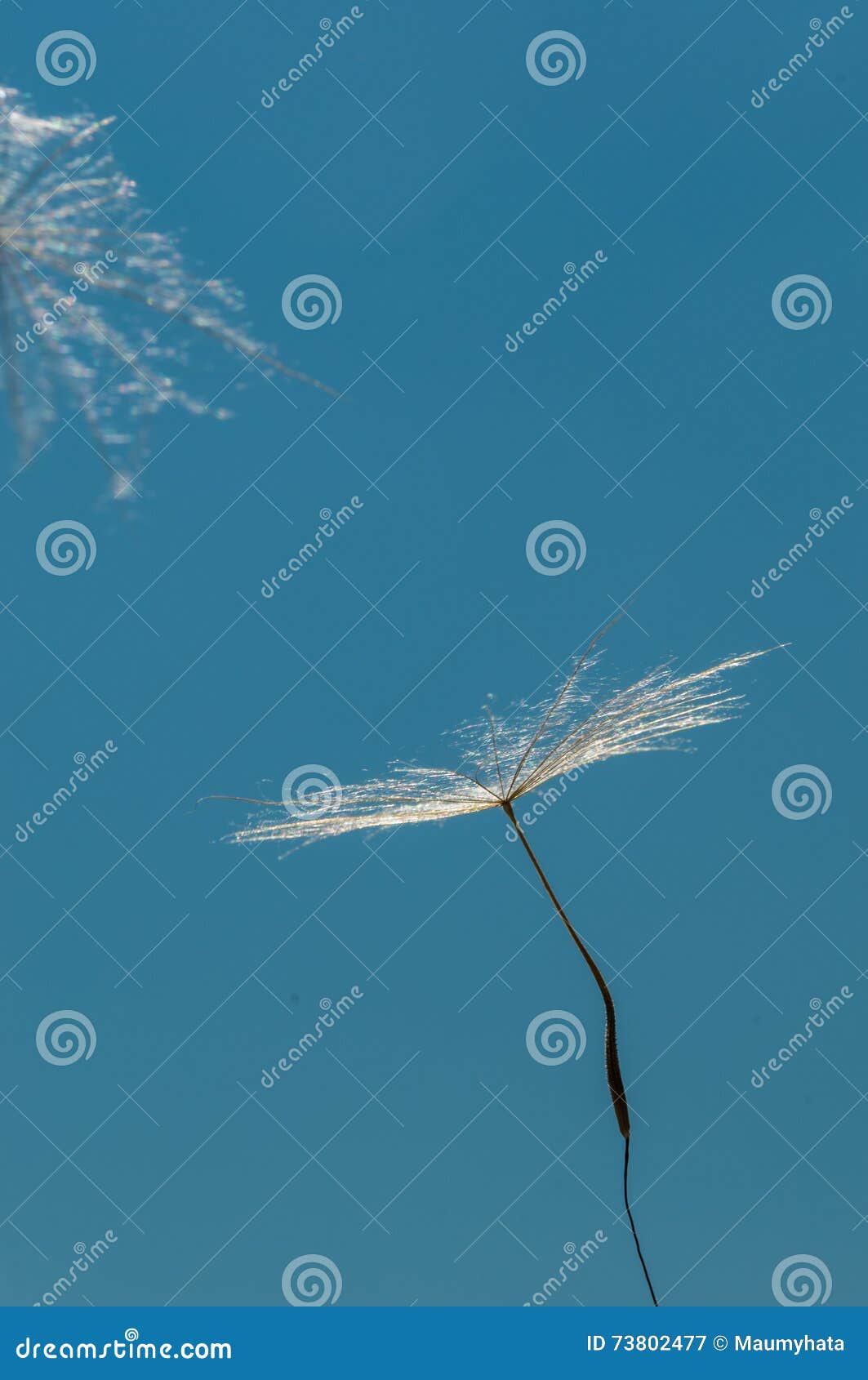 Air dandelion stock image. Image of flimsy, object, float - 73802477