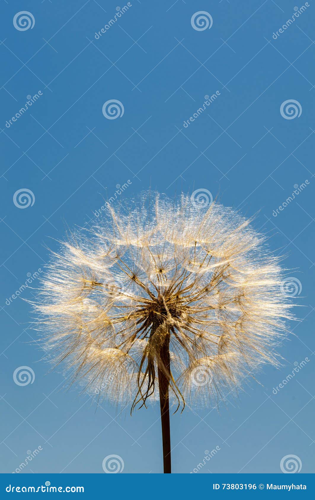 Air dandelion stock photo. Image of botany, nature, artwork - 73803196