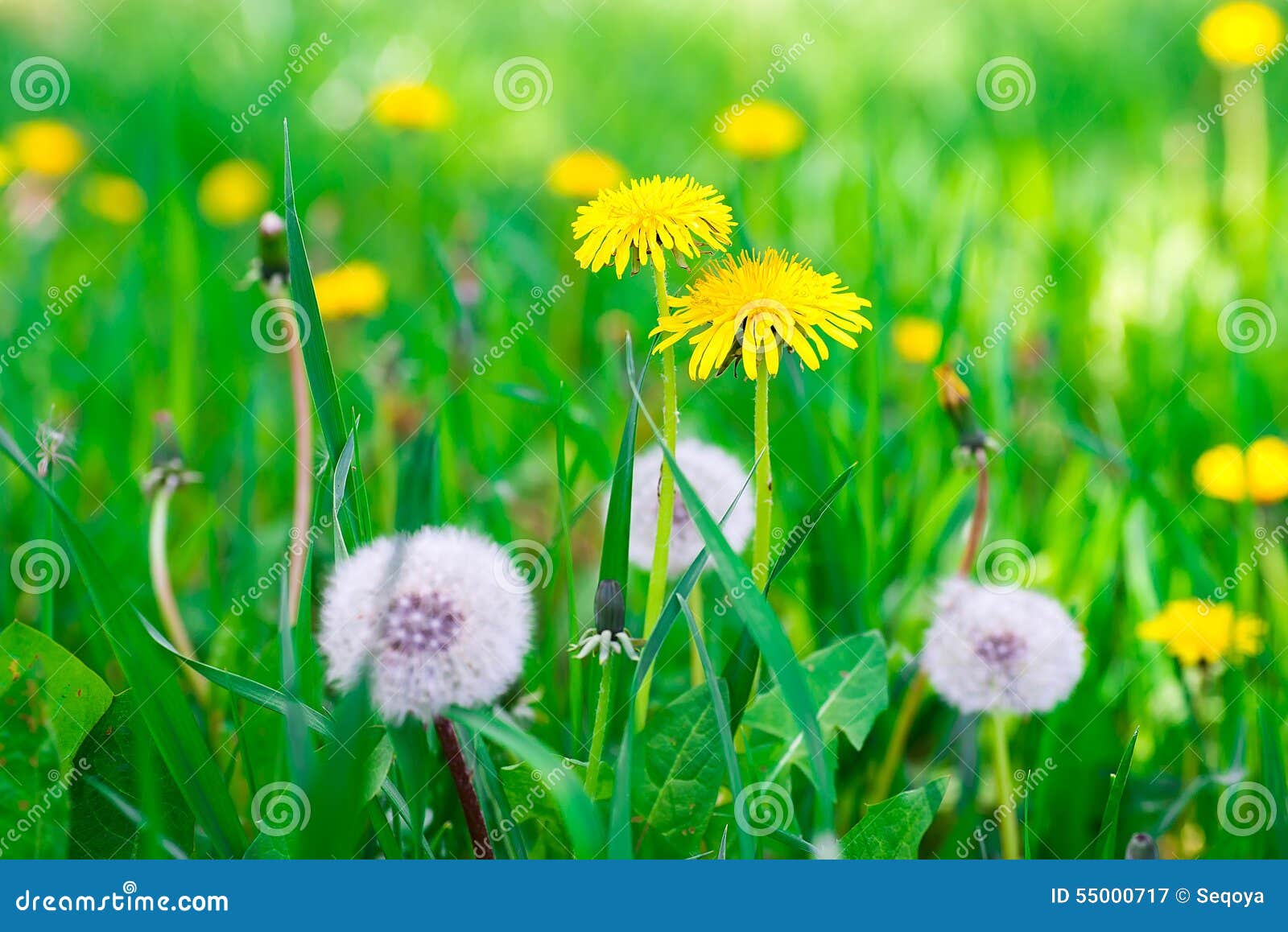 Air dandelions stock image. Image of background, landscape - 55000717