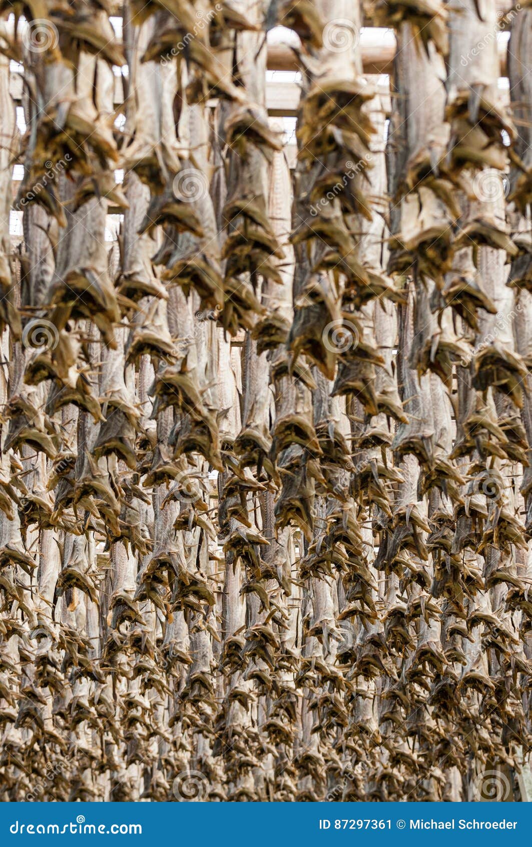 Air-dried cod stockfish stock image. Image of norway - 87297361