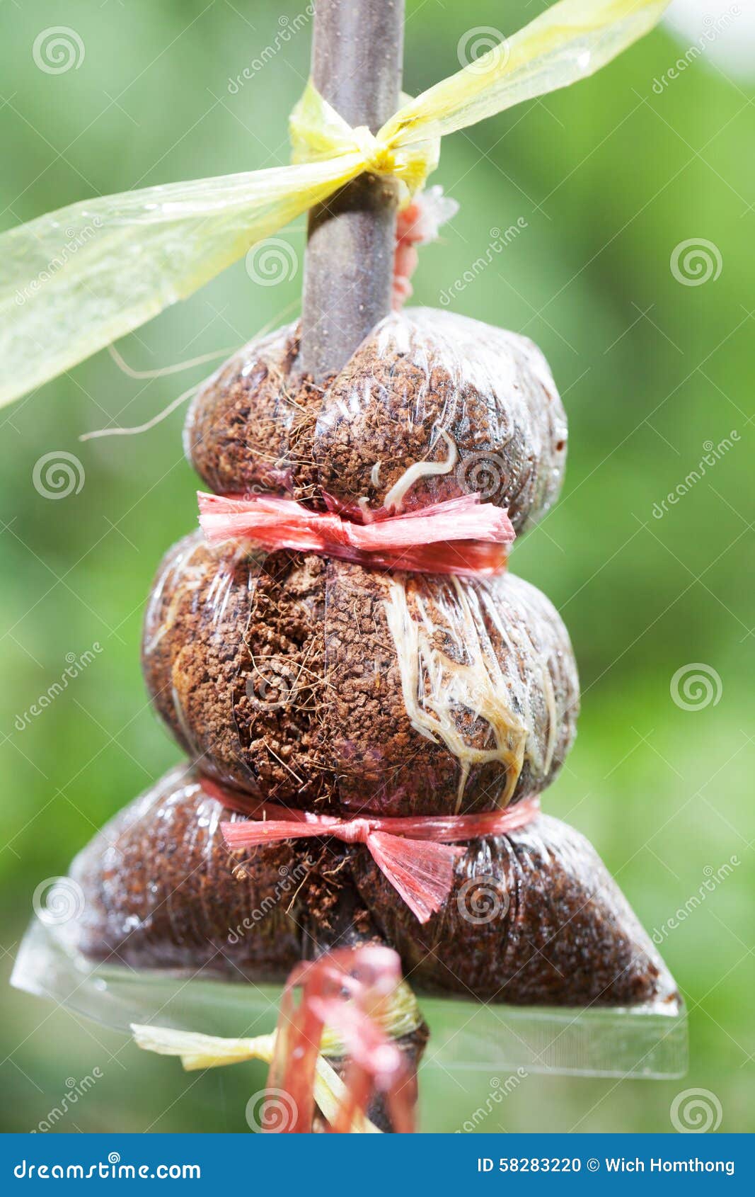 Air layering stock photo. Image of practice, common, physiology - 58283220