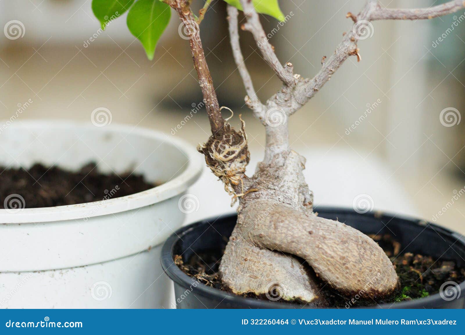 Air Layering on a Ficus Bonsai Stock Photo - Image of nature, small ...