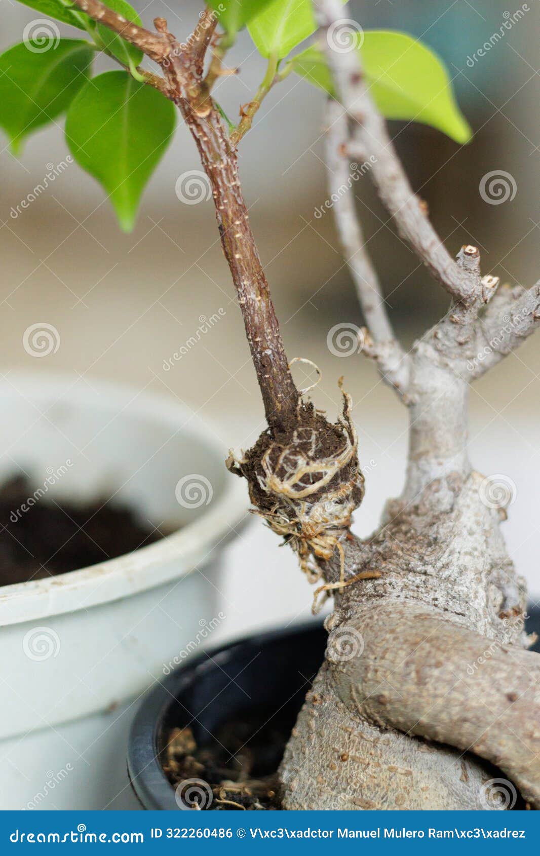 Air Layering on a Ficus Bonsai Stock Photo - Image of plant, growth ...