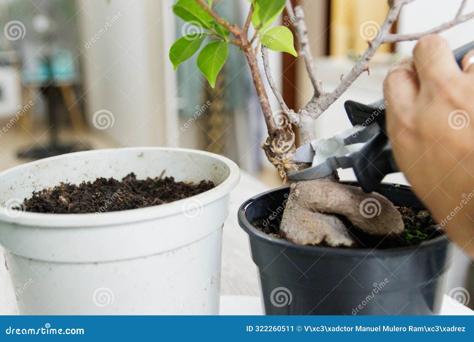 Air Layering on a Ficus Bonsai Stock Image - Image of decor, small ...