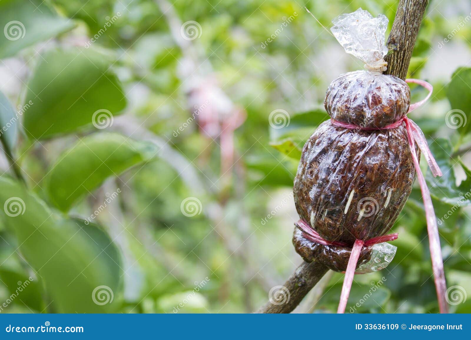 Air Layering Fruit Trees In Mango Tree Royalty-Free Stock Photography ...