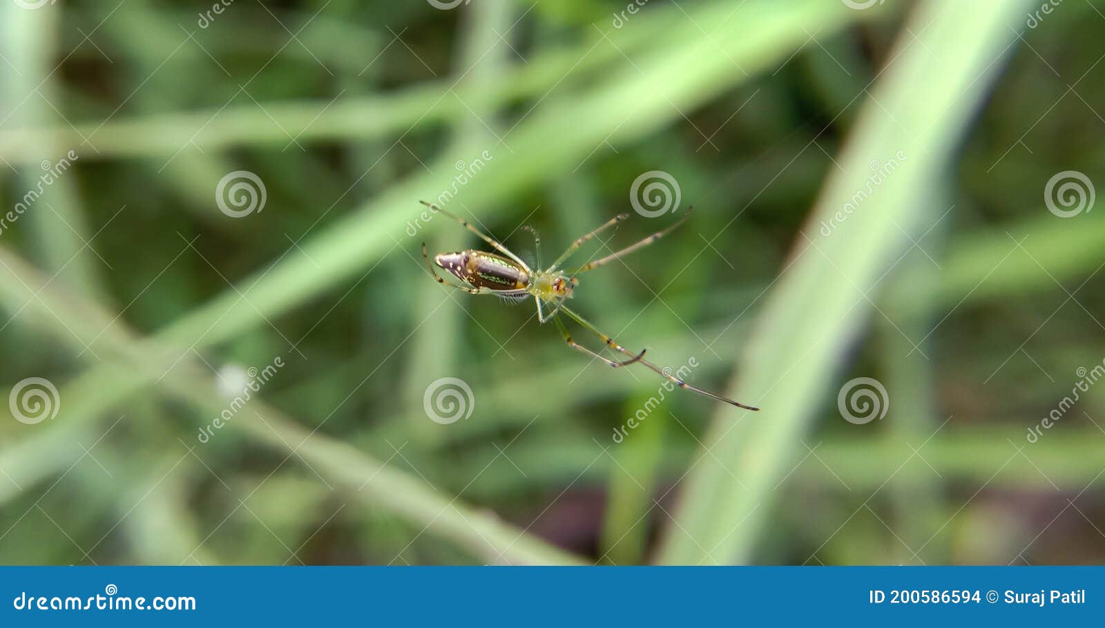 Into Air micro insect. stock photo. Image of nature - 200586594