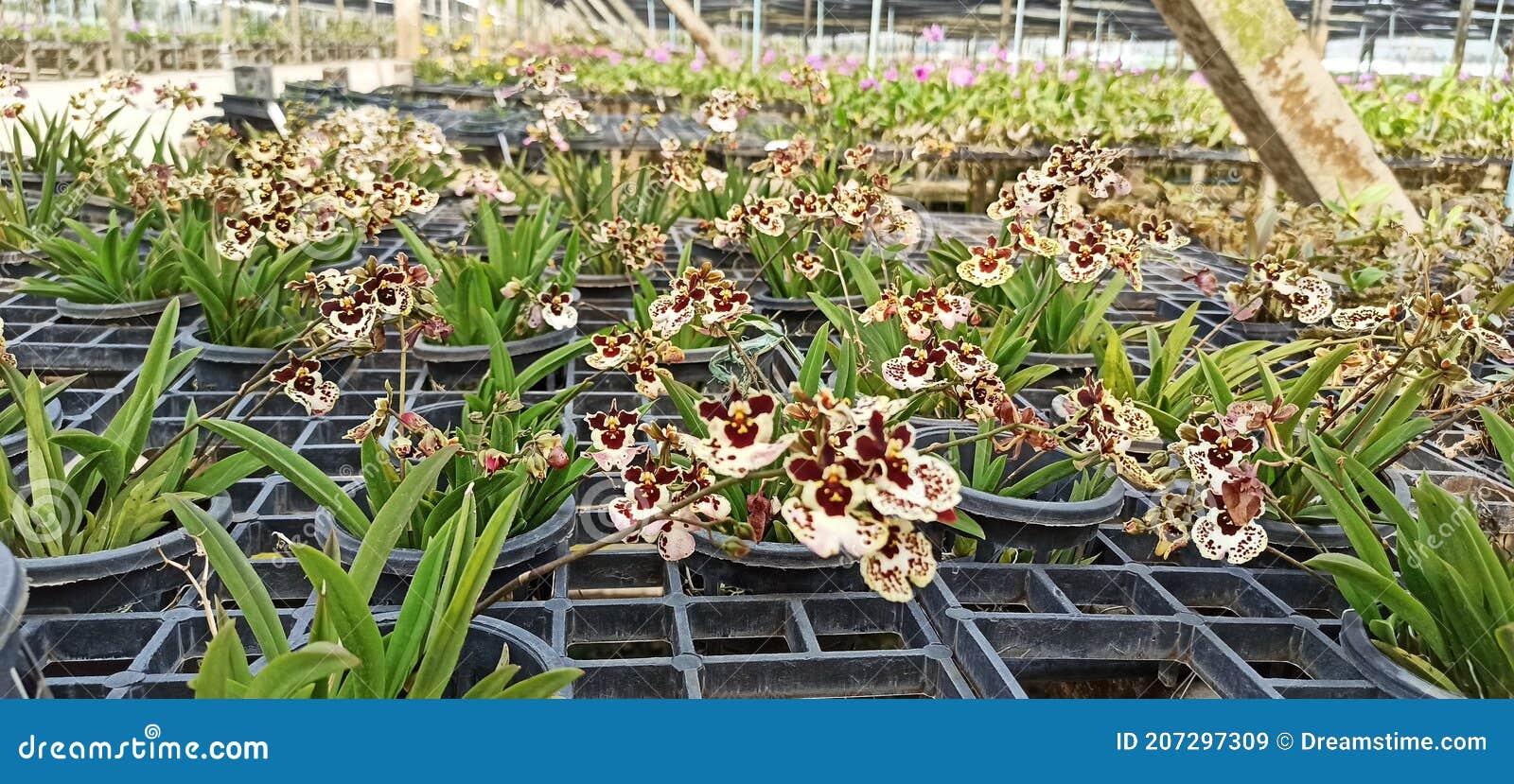 Air Orchid greenhouse stock image. Image of houseplant - 207297309