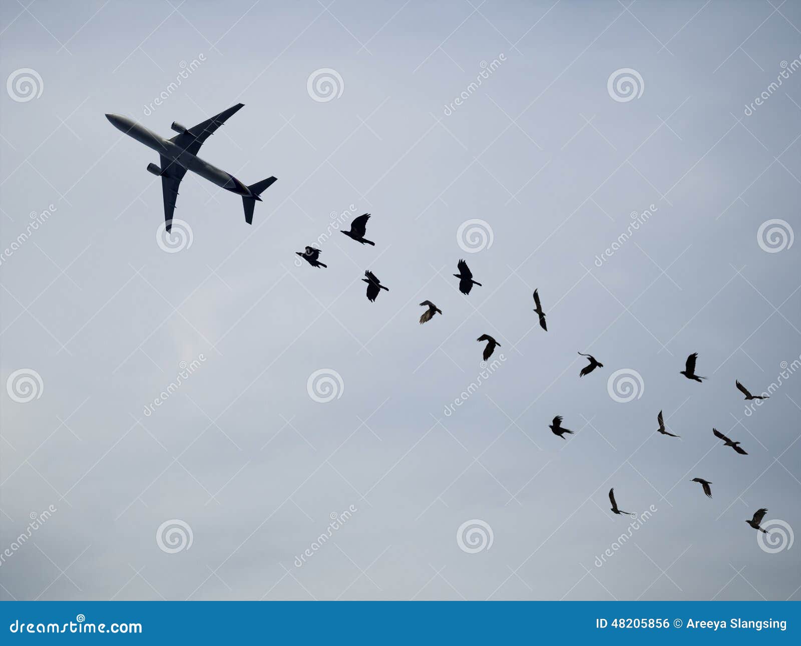 Air plane and crow stock photo. Image of nocturnal, animal - 48205856
