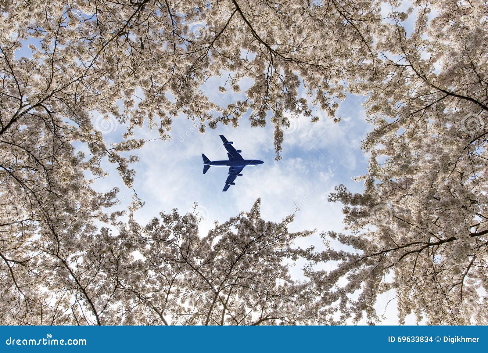 Air Plane Over the Cherry Blossom Trees Stock Photo - Image of blue ...