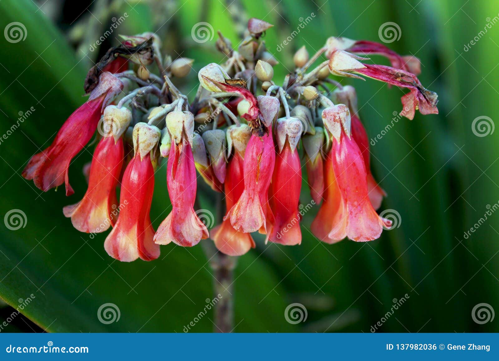 Air Plant, Cathedral Bells, Life Plant, Bryophyllum Pinnatum Stock ... Air Plant, Cathedral Bells, Life Plant, Bryophyllum Pinnatum Stock ...
