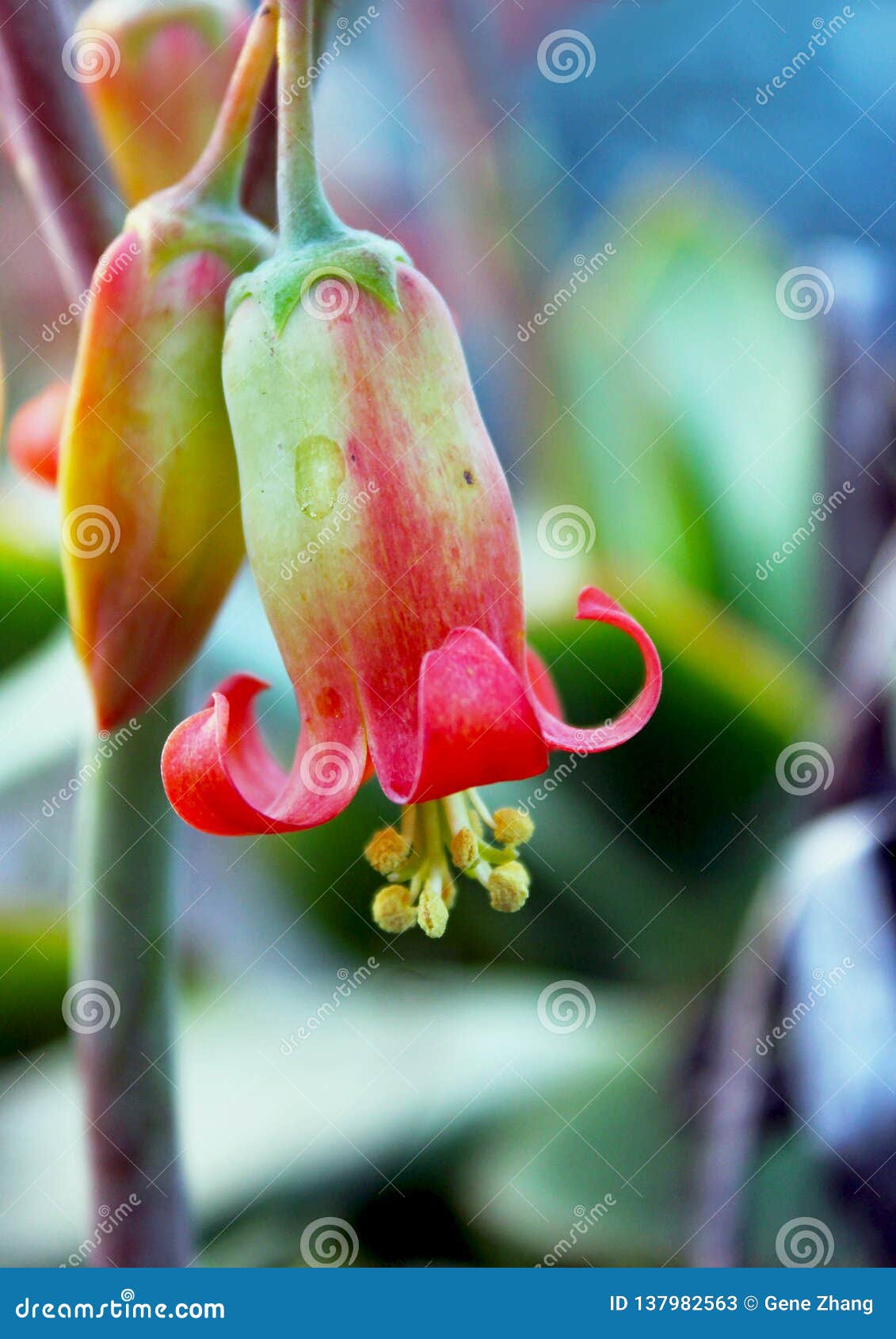 Air Plant, Cathedral Bells, Life Plant, Bryophyllum Pinnatum Stock ... Air Plant, Cathedral Bells, Life Plant, Bryophyllum Pinnatum Stock ...